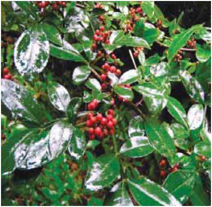 Health Benefits of Common Medicinal Plants of Palpa ~ New Horizon ...