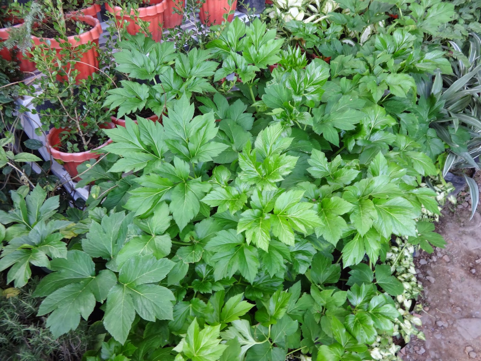 Herbs from Distant Lands: Angelica keiskei - Ashitaba, Tomorrow's Leaf