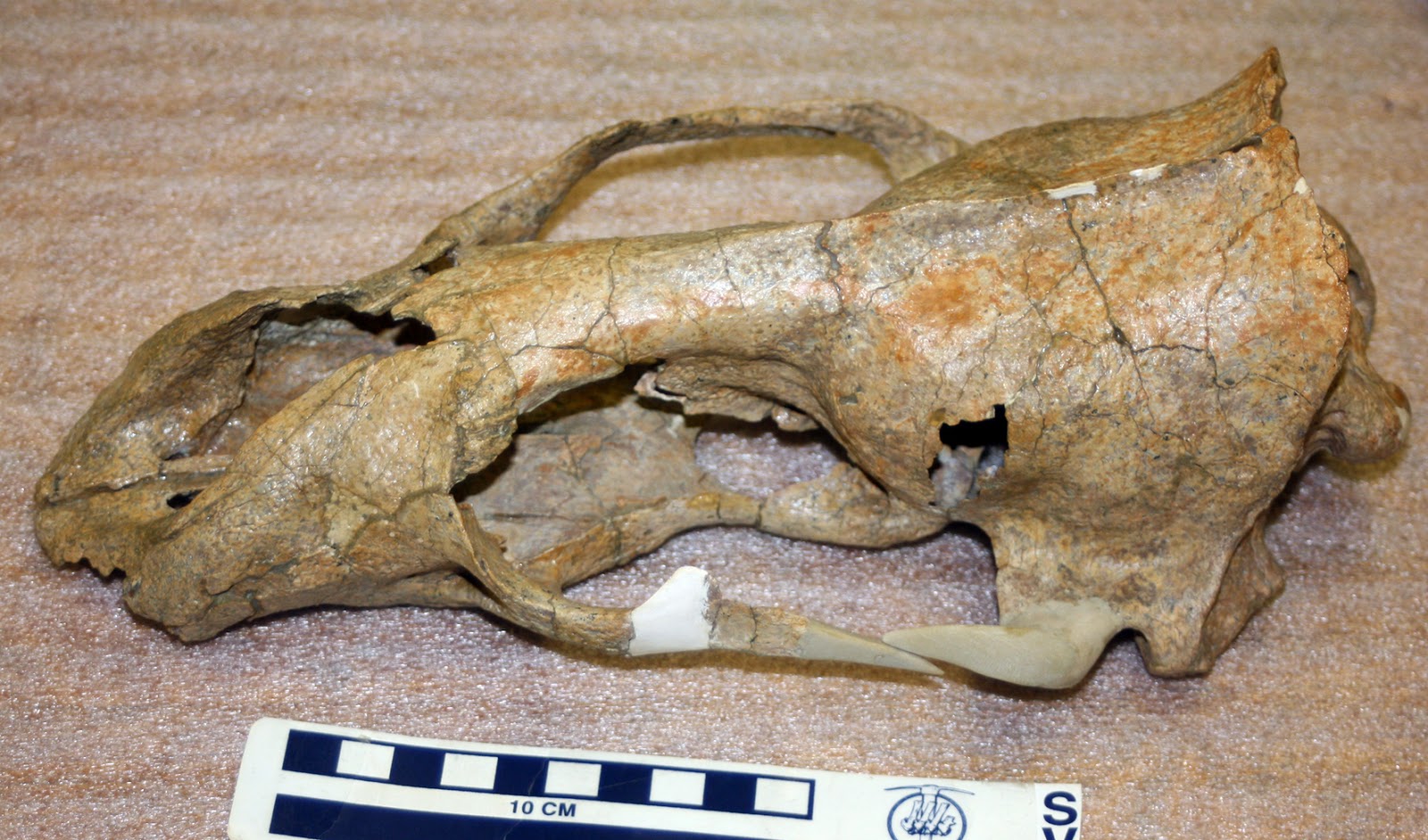 The Coastal Paleontologist: The evolutionary history of walruses, part ...