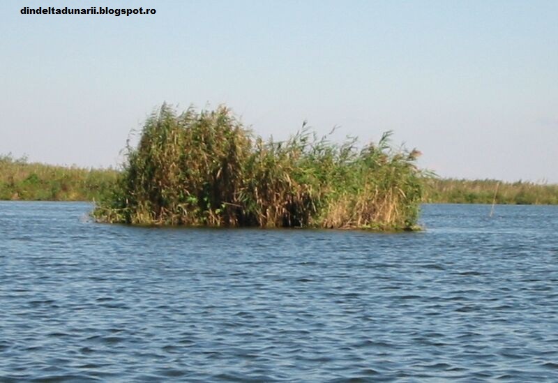 Din Delta Dunării: Plaur din Delta Dunării