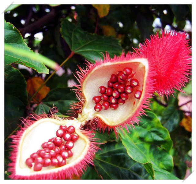Conheça o urucum e seus poderosos benefícios! - Vivendo Bem Feliz