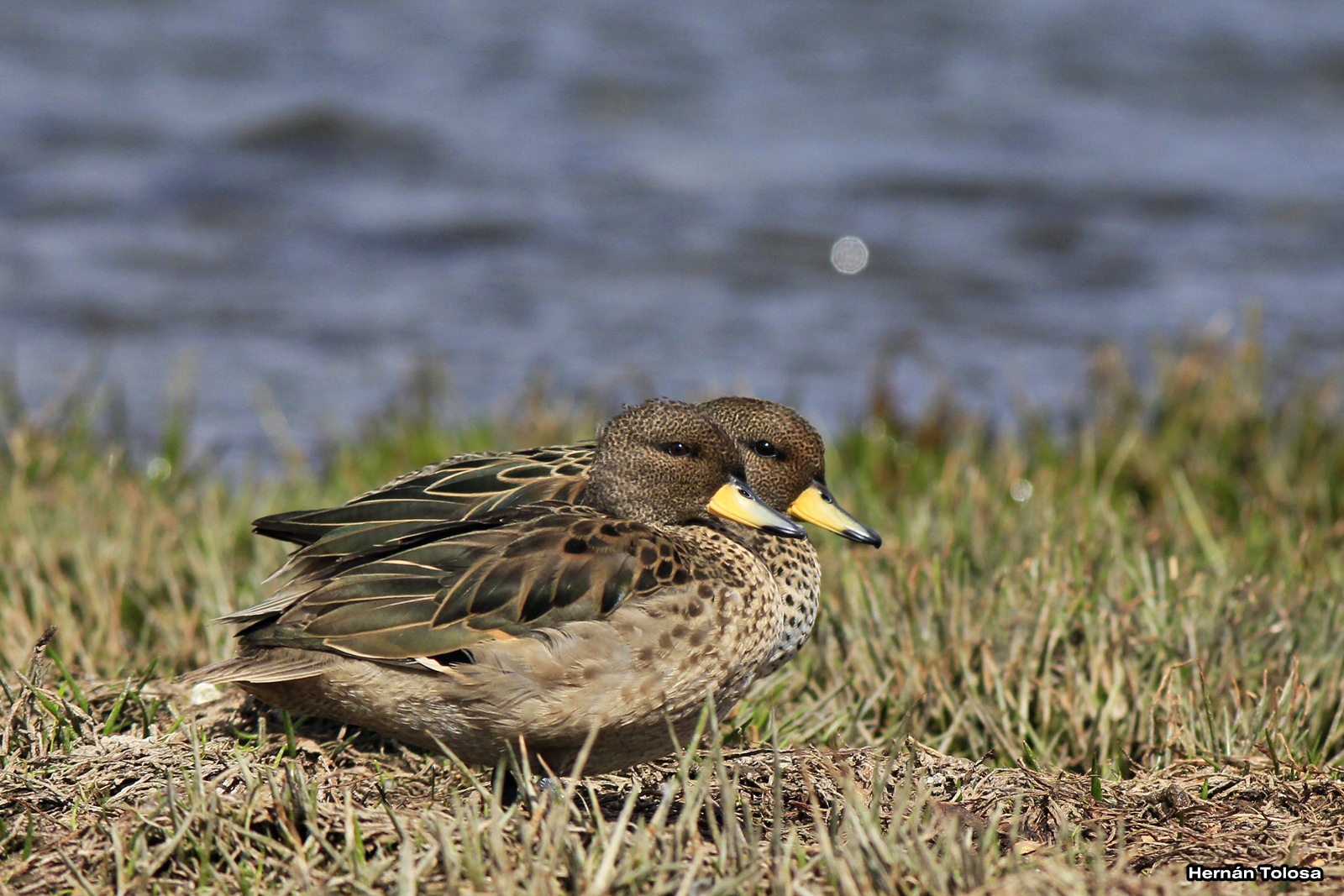 Aves de Argentina: Patos en la costanera del Lácar