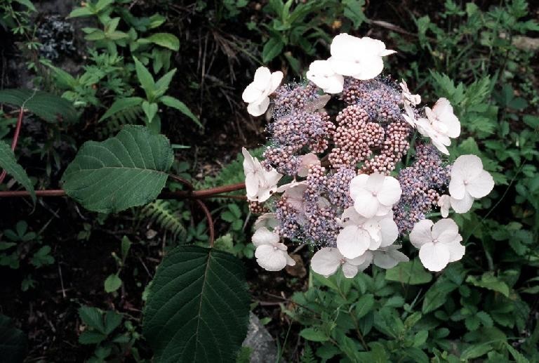 Hydrangea strigosa care and culture | Travaldo's blog