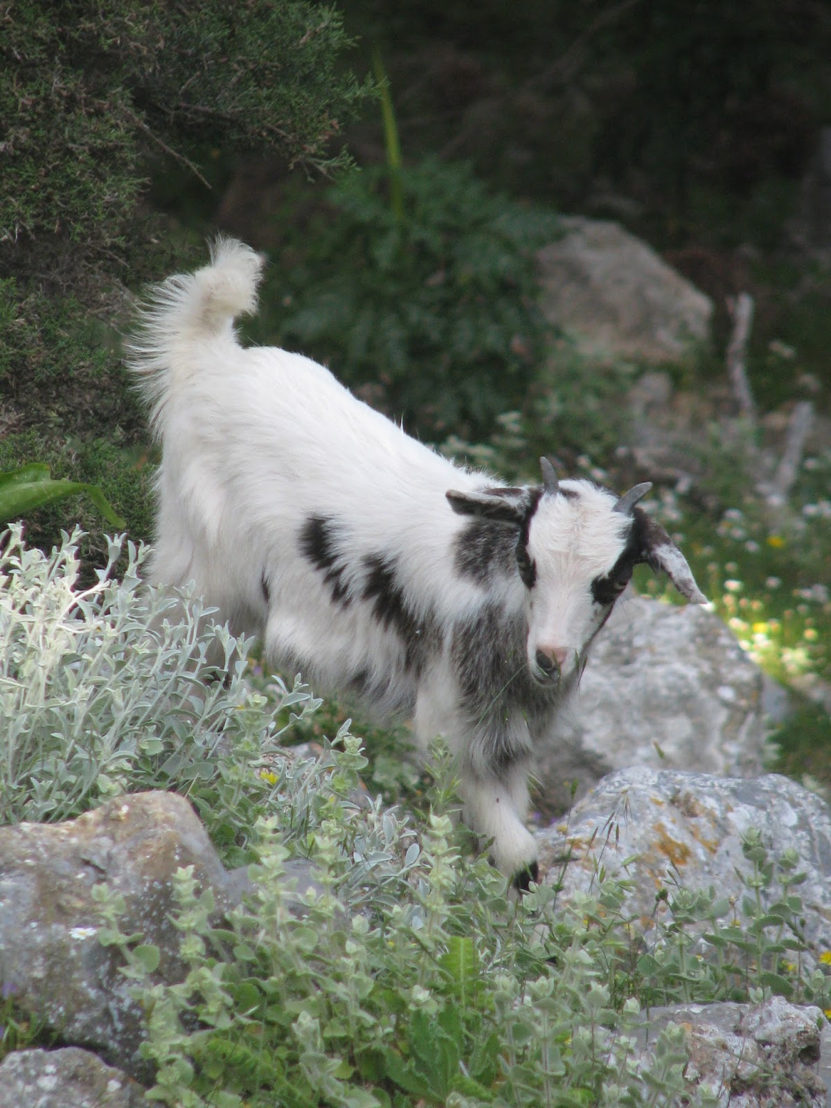 Local Fauna (Old Pyli) |Discovering Kos and the surrounding islands