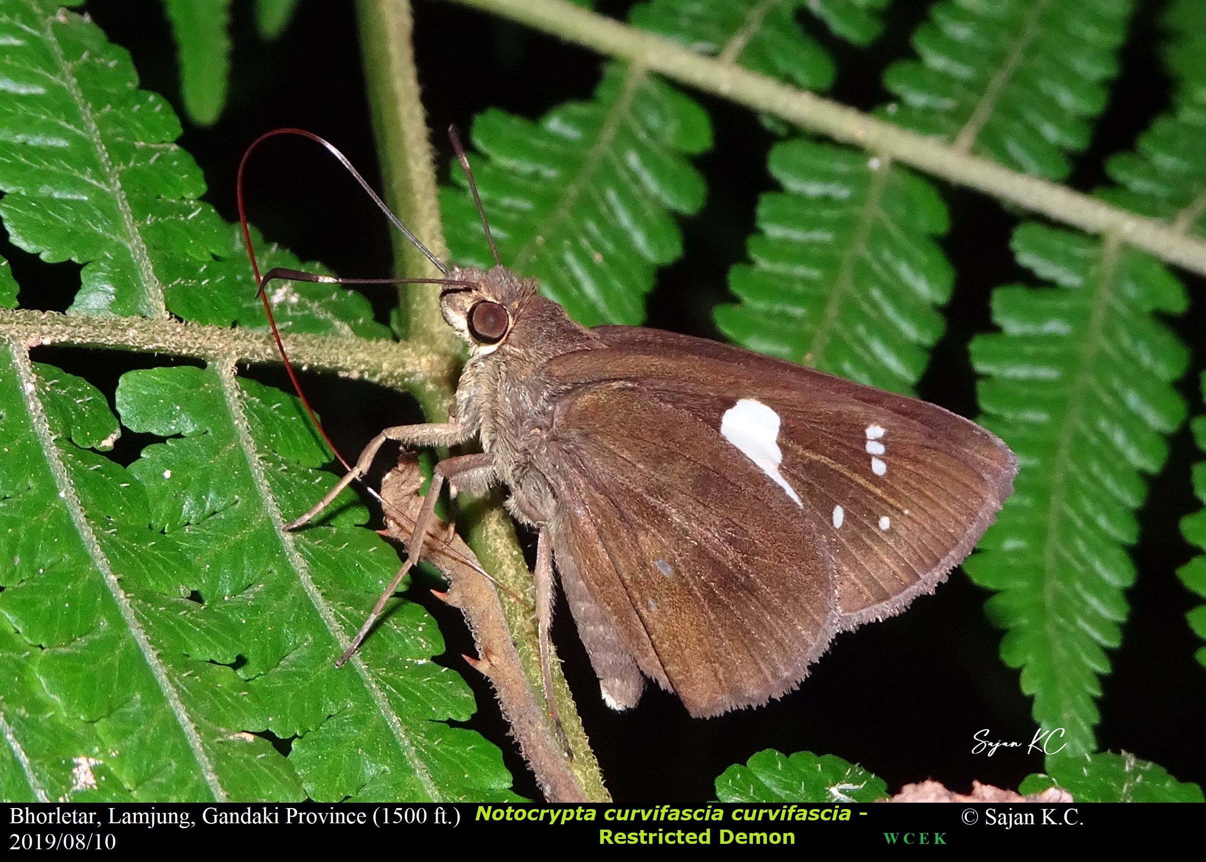Butterflies of Nepal