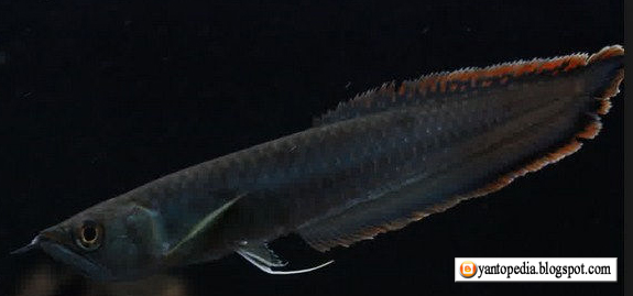 Ikan Arwana Black Brazil, jenis makanan dan perlengkapan memeliharanya ...