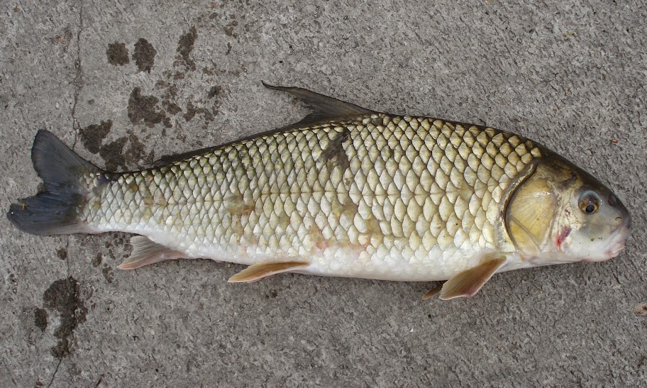 Ben Cantrell's fish species blog: Roughfishing in Sugar River, WI