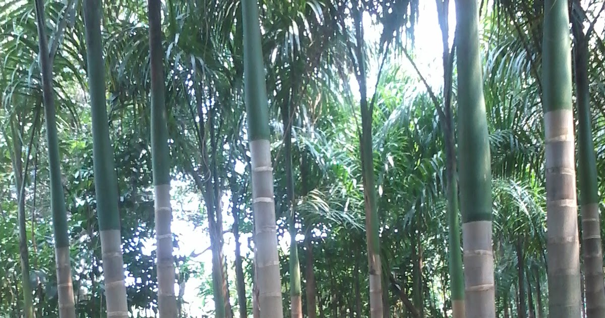 taman-murah123: jual pohon palem raja | pohon palem raja | jual bibit ...