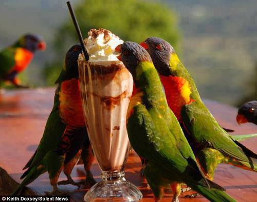 Why parrots love ice cream ~ The Entertainer