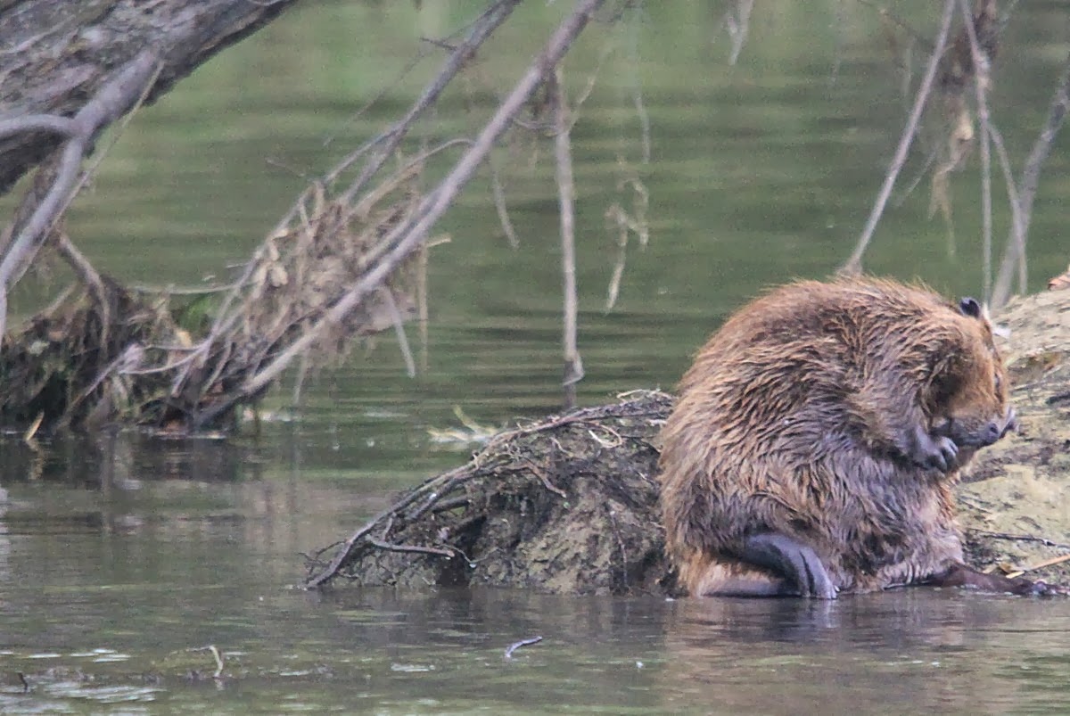 Gary's Outdoor Wanderings2: MORE UNUSUAL BEAVER PICS