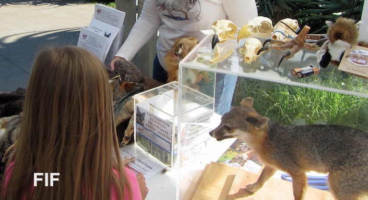Friends of the Island Fox: Channel Island Fox Awareness Day at Santa ...