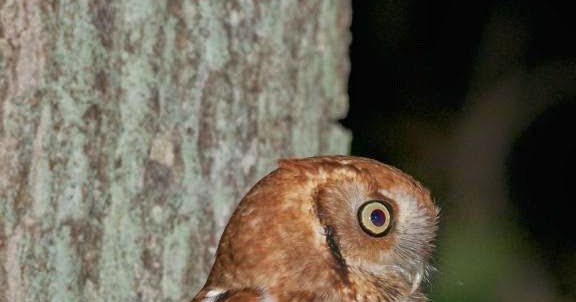 Tierra de lechuzas, búhos, mochuelos, autillos, cárabos: Autillo yanqui ...
