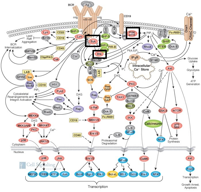 My CLL Trail: All these tyrosine kinase inhibitors...