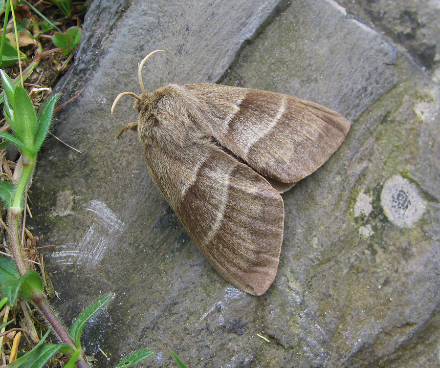 Wright's Wanderings: Fox Moth