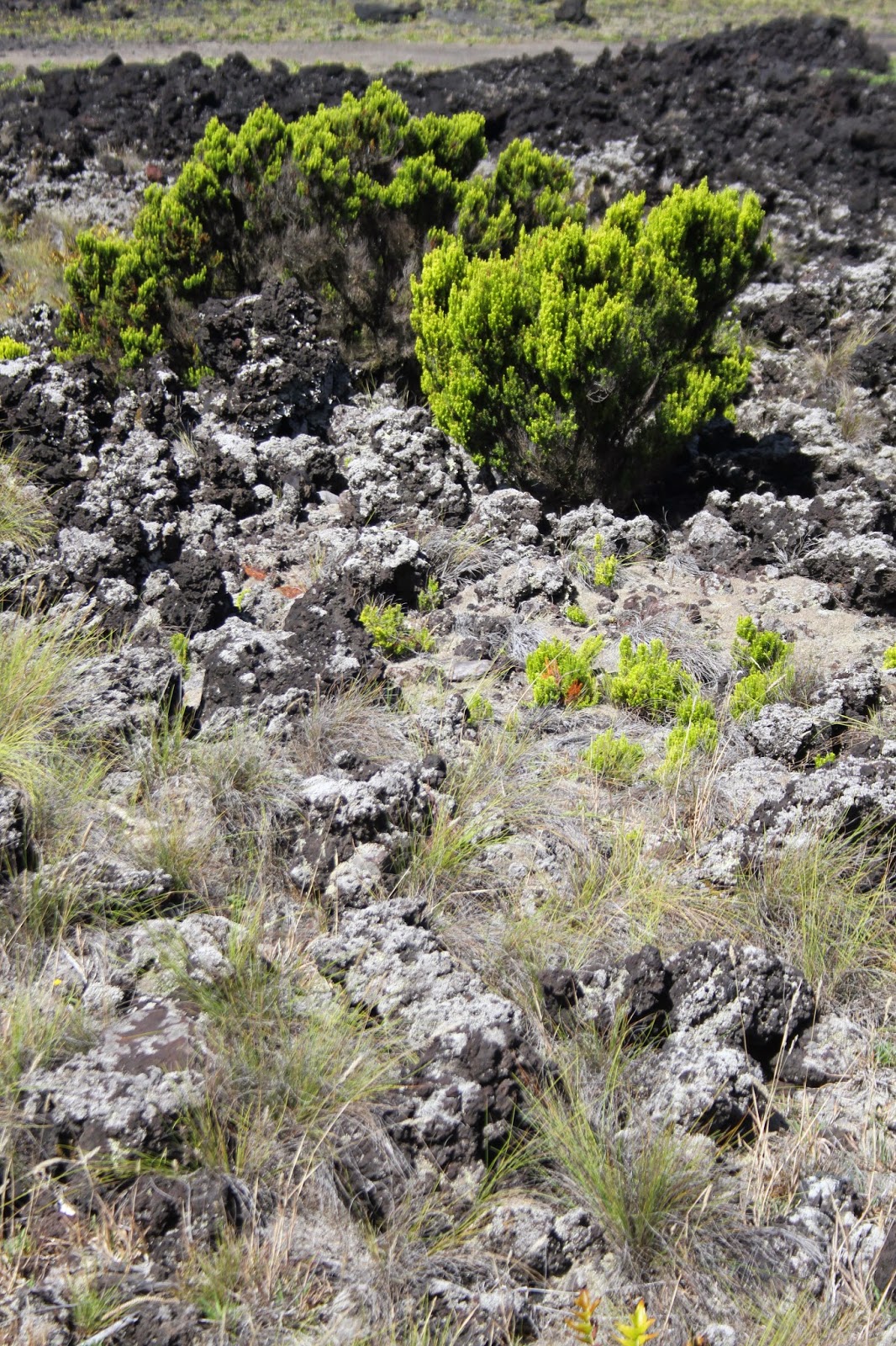 Non-Stop Birding: Azores Natural History Exploration Tour Recce