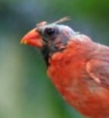Does that cardinal bird have mange?