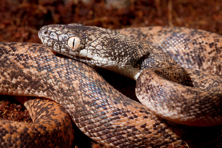 Snakes of around the world: Savu Python