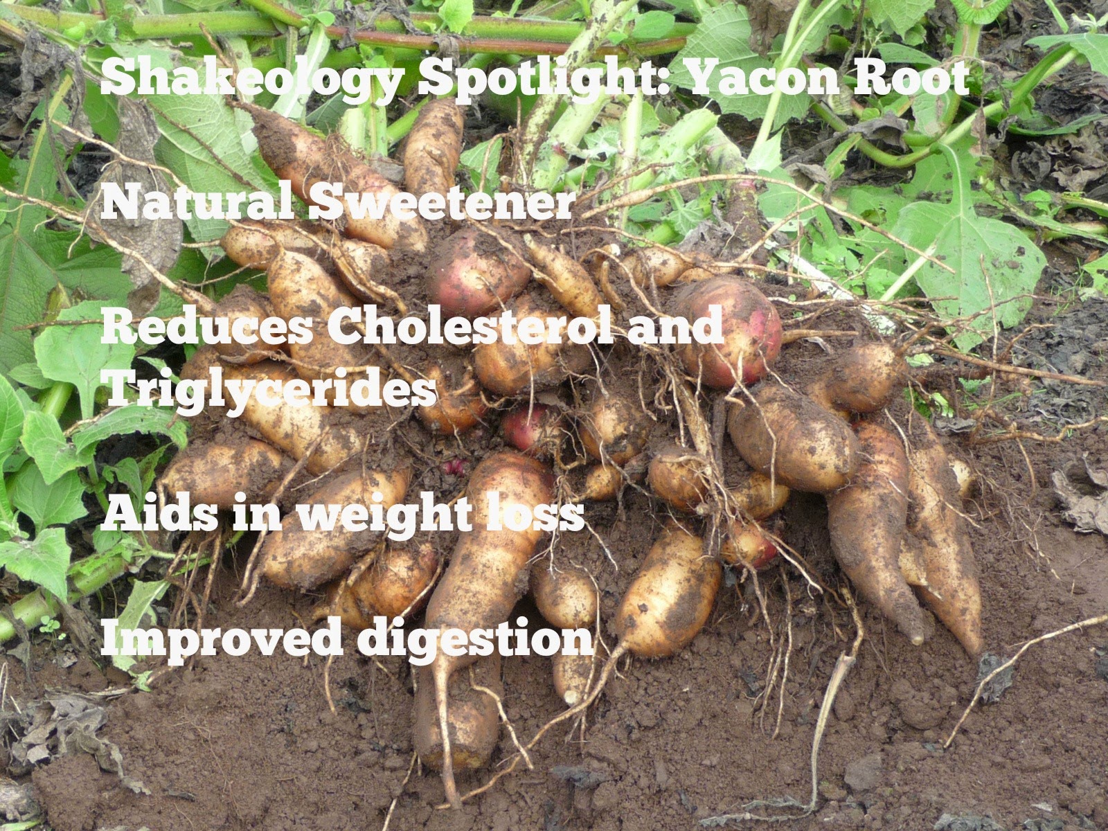 Lindsay Bauer Wellness: Shakeology Spotlight: Yacon Root