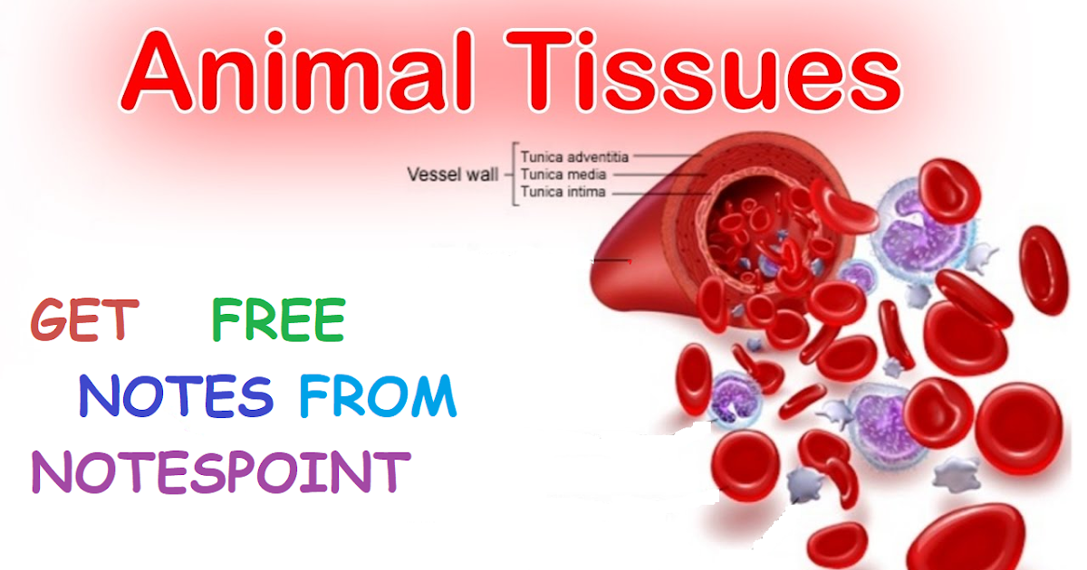 ANIMAL TISSUES (EPITHELIAL TISSUE) NOTES FOR CLASS 11 AND NEET ...