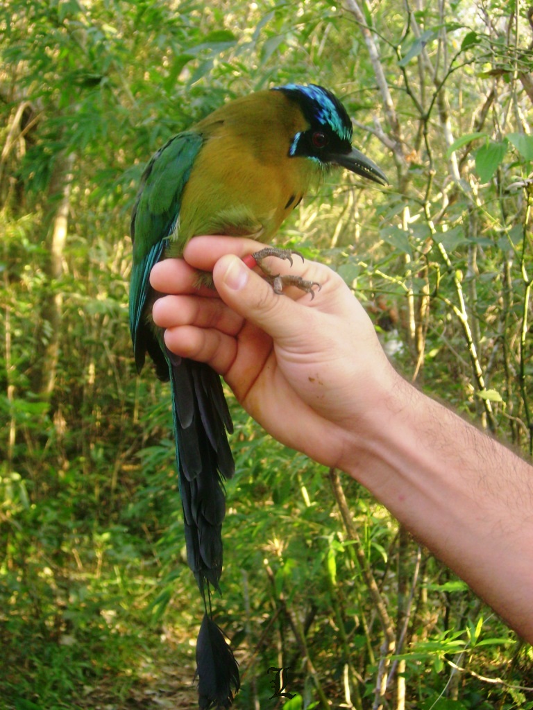 A trip looking for motmot species