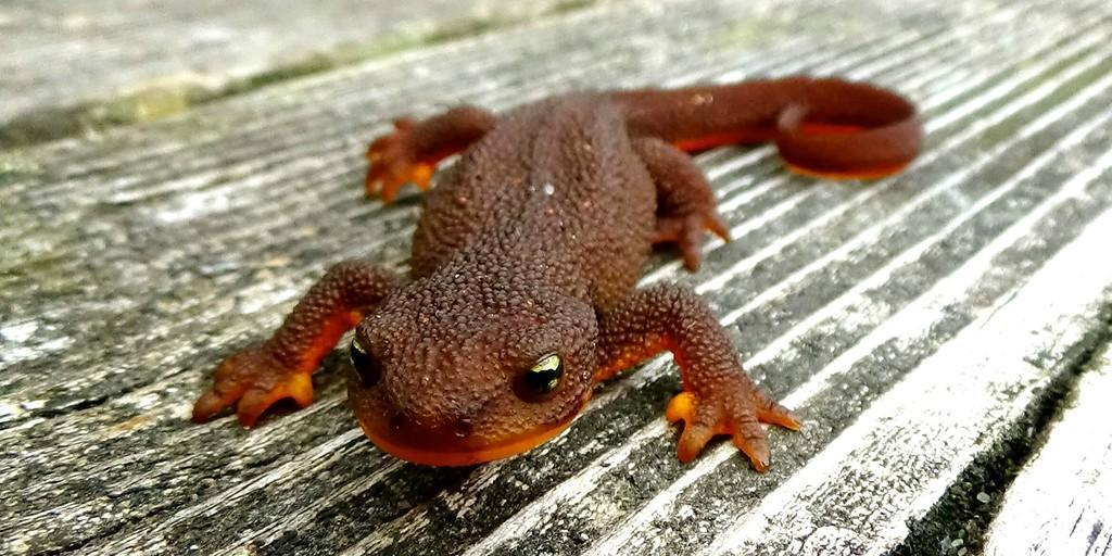 Clancy Tucker's Blog: 7 November 2018 - FACTS ABOUT THE AMAZING NEWT