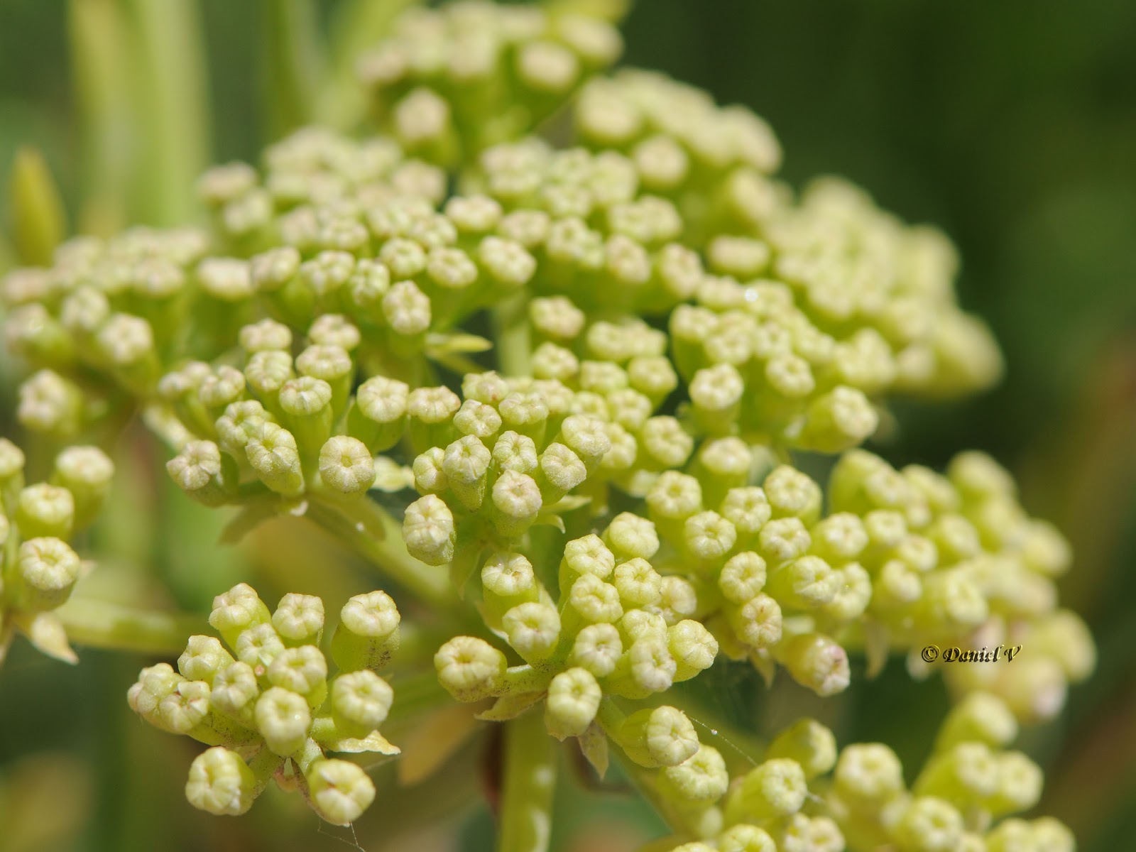 Macrophoto plaisir passion: La Criste marine, Crithmum maritimum, ou ...
