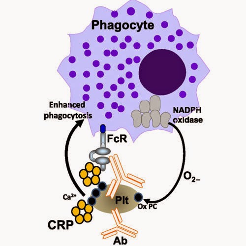 Medical Laboratory and Biomedical Science: C-reactive protein boosts ...