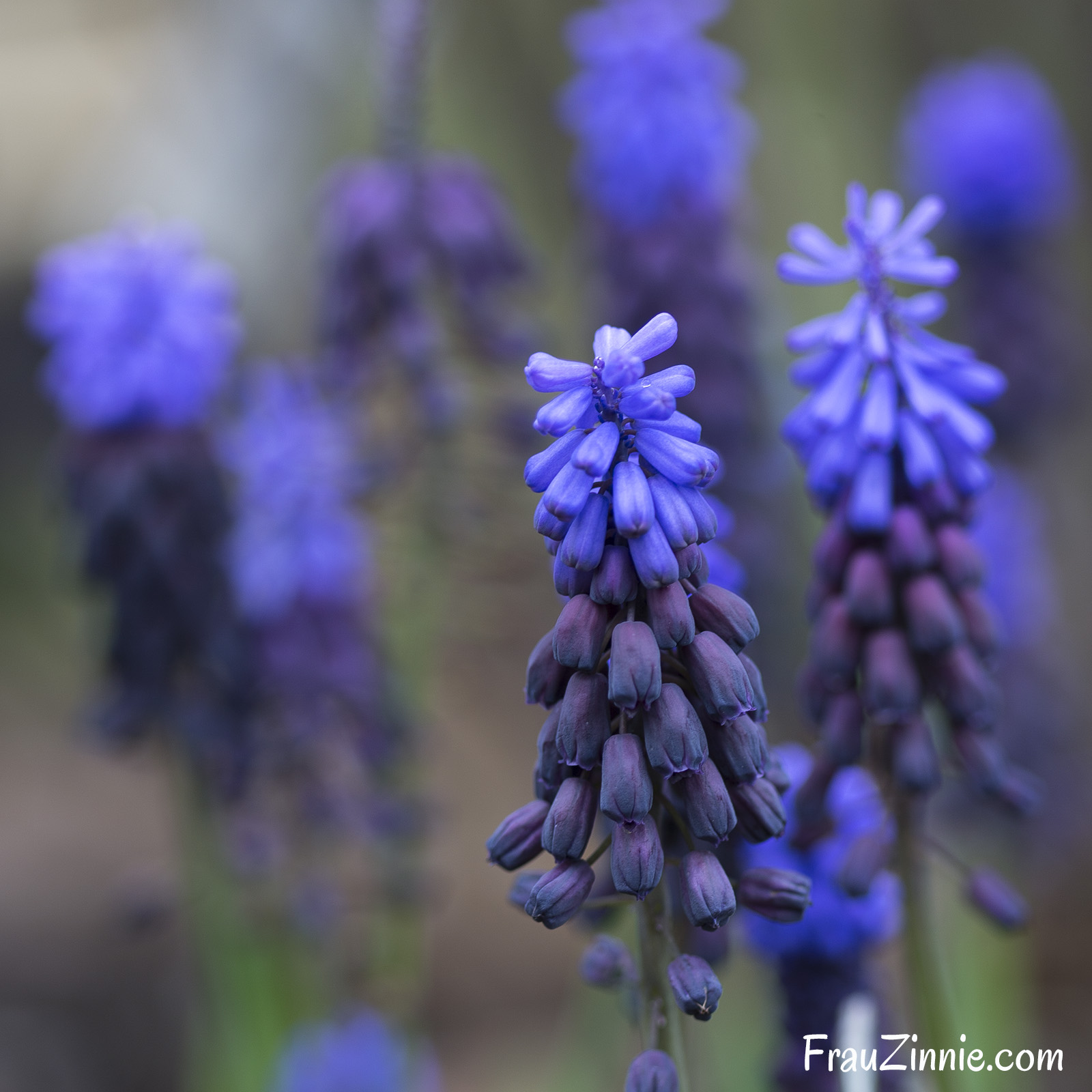 For a pop of color, plant muscari in your garden | Frau Zinnie