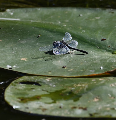 Lily Pad Hopping