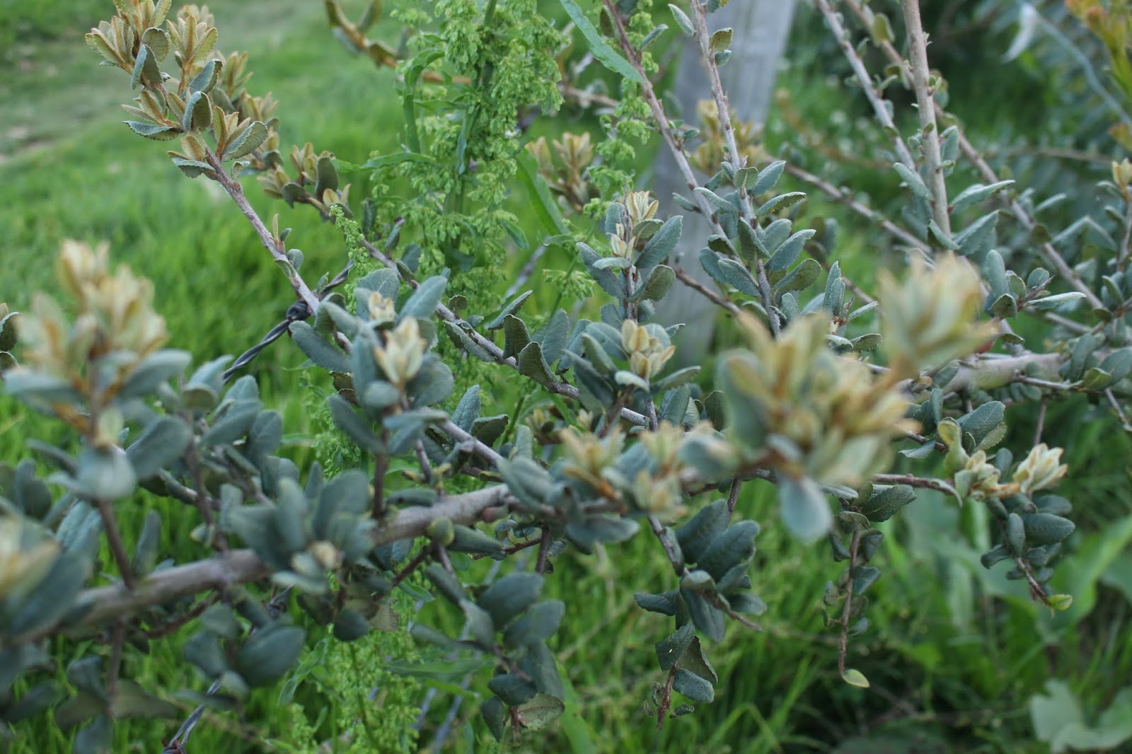 PROYECTO ESCA 099: Plantas Nativas