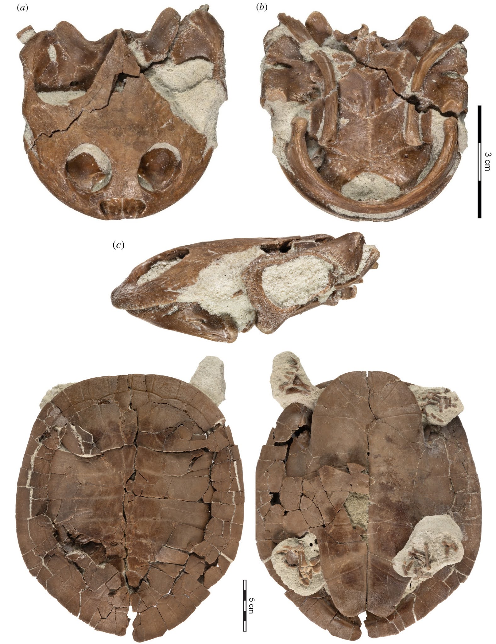 Species New to Science: [Paleontology • 2021] Sahonachelys mailakavava ...