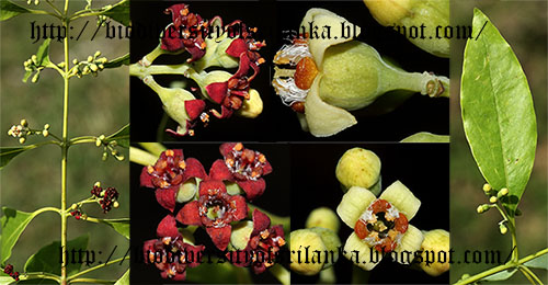 Biodiversity of Sri Lanka: සුදු හඳුන් [Sudu Handun]/Sandal Wood ...