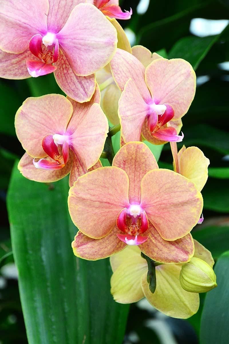 Selep Imaging Blog: Orchids in Bloom