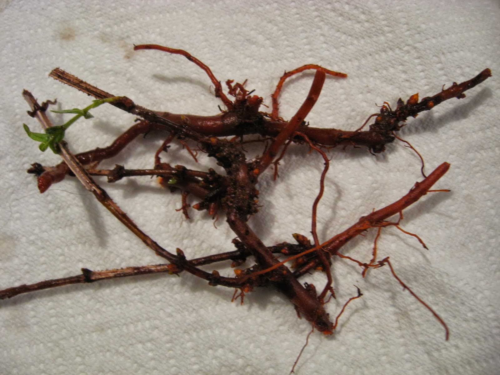 Brush Creek Wool Works: October 2013