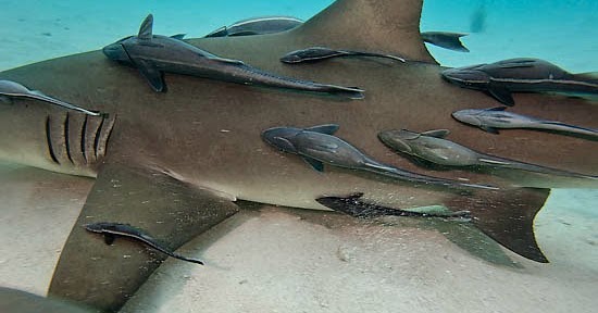 INFORMACIÓN: RÉMORA