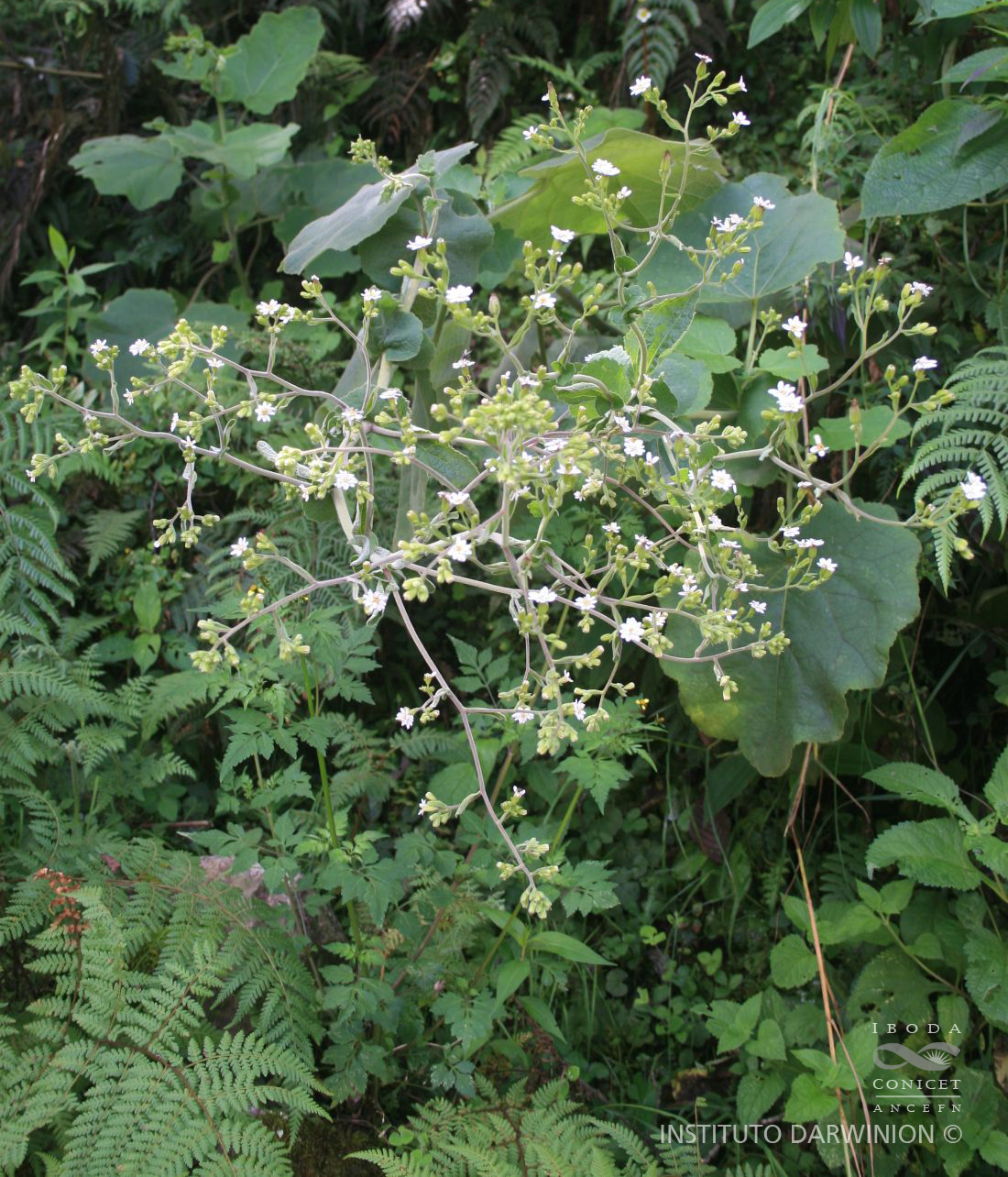 Argentina nativa: Jungia pauciflora