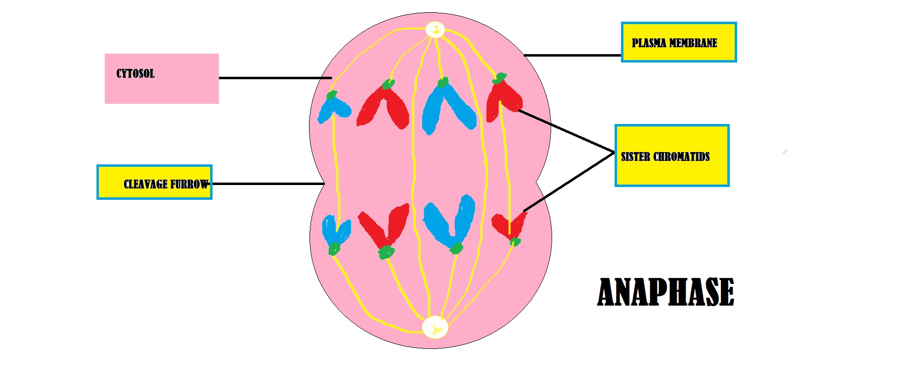 Cell Cycle and cell division