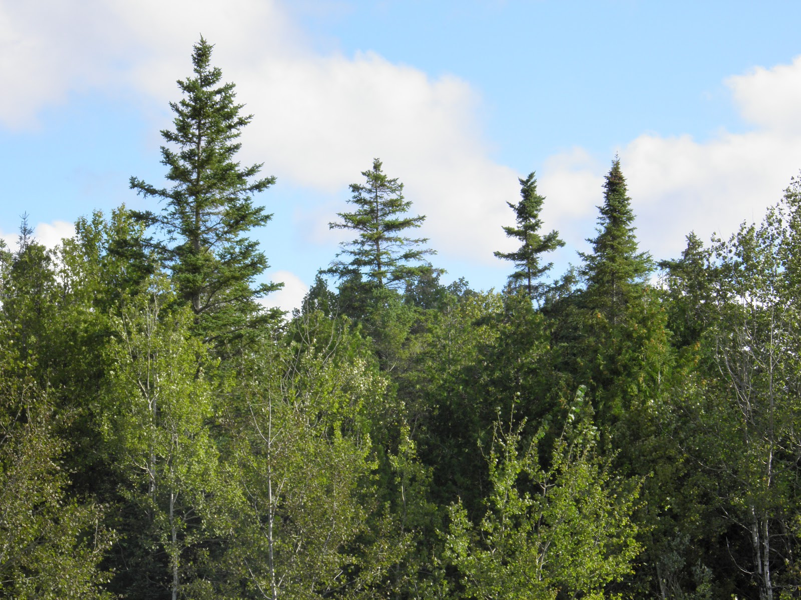 American voyages: The Spruce That Binds