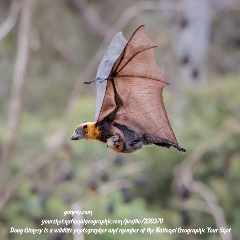 Info on Bats | Meet Australia's urban Megabats and the people trying to ...