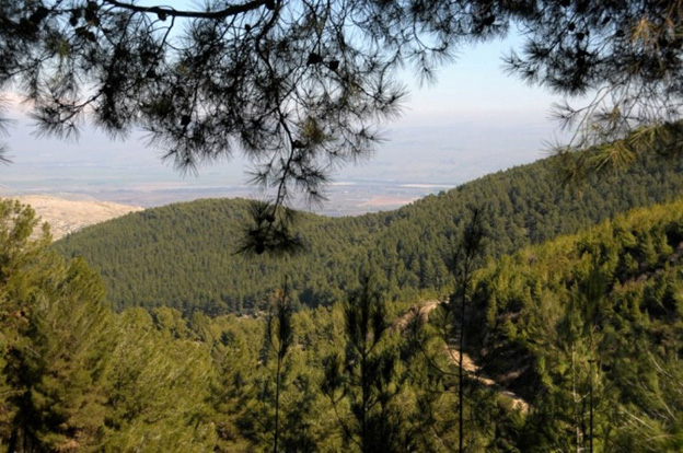 Land of Israel: List of Forests in Israel
