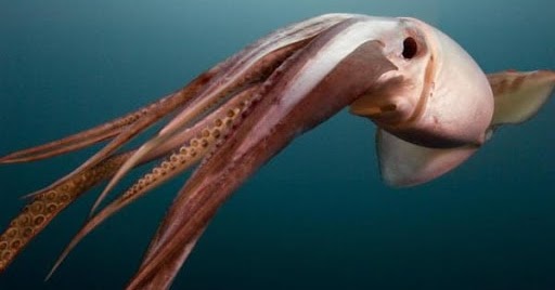 Humboldt Squid: Red Devils Of the Deep Sea