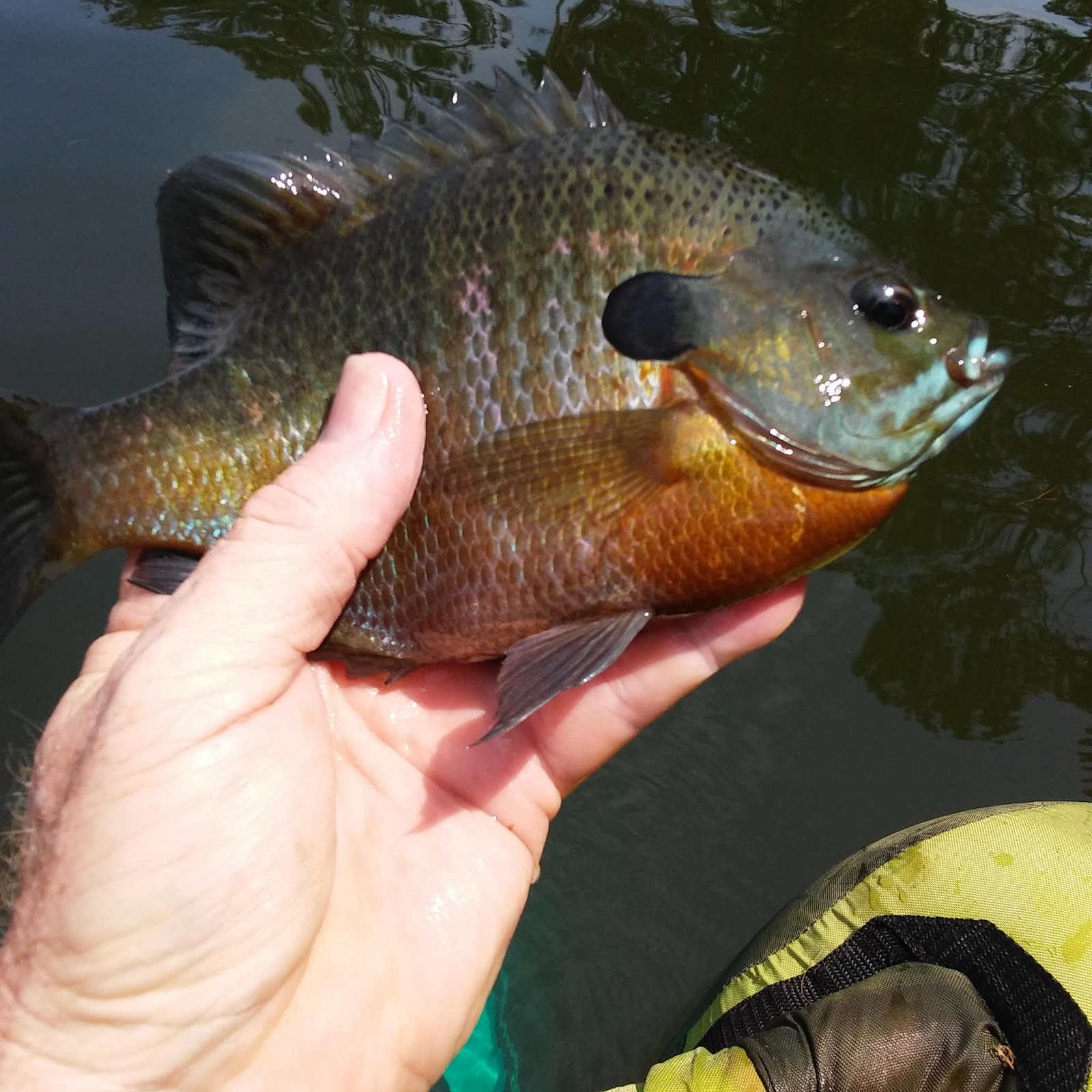 Palmetto Fly N' Fish