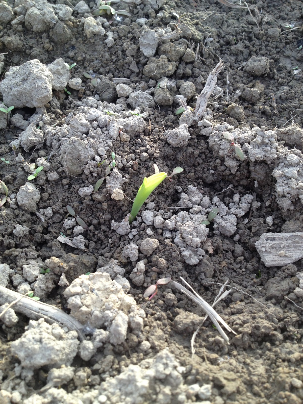 meat: The corn sprouts