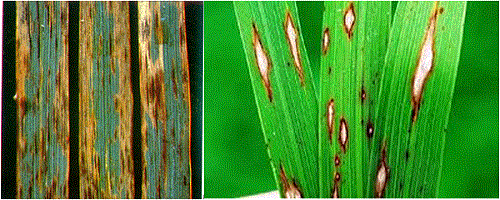 PENGEDAR BAJA ORGANIK NANOSEL TAWAN DANG (RED SUN): Penyakit Pokok Padi