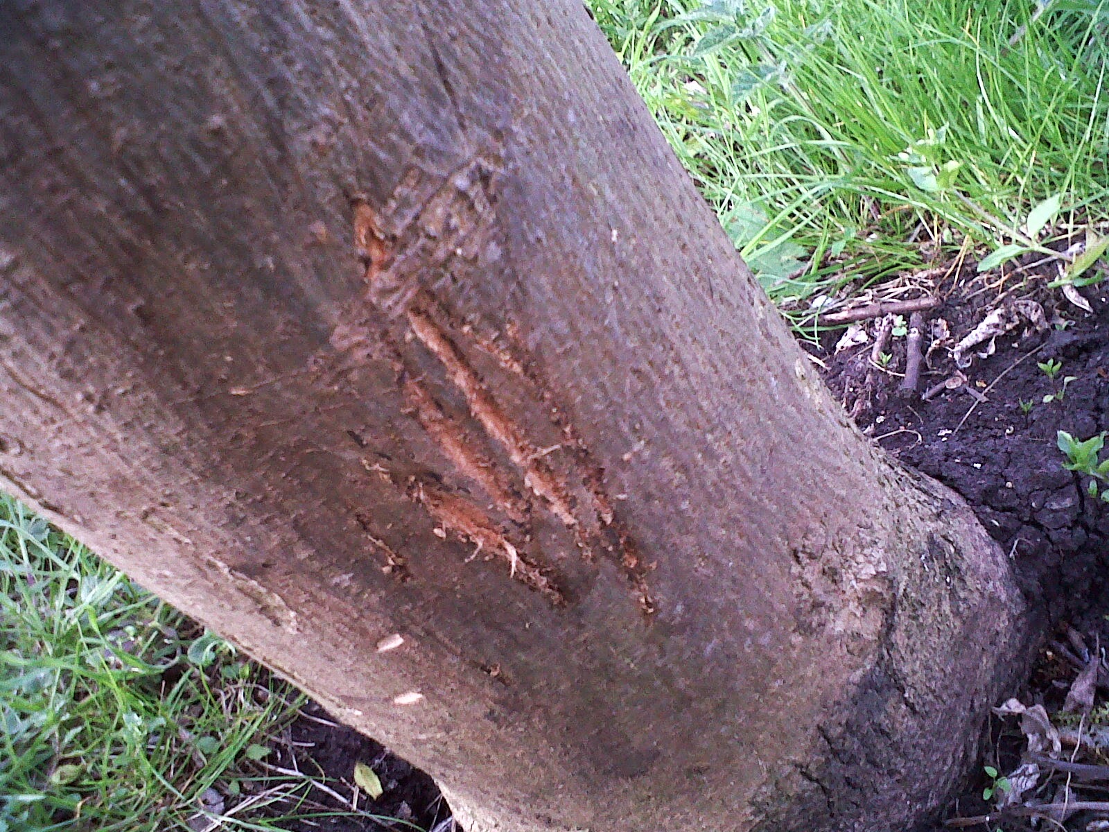 Bushcraft Education : Ray Mears Tracks Raoul Moat