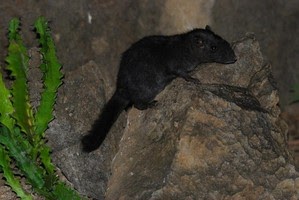 Variety of Life: Hystricomorpha