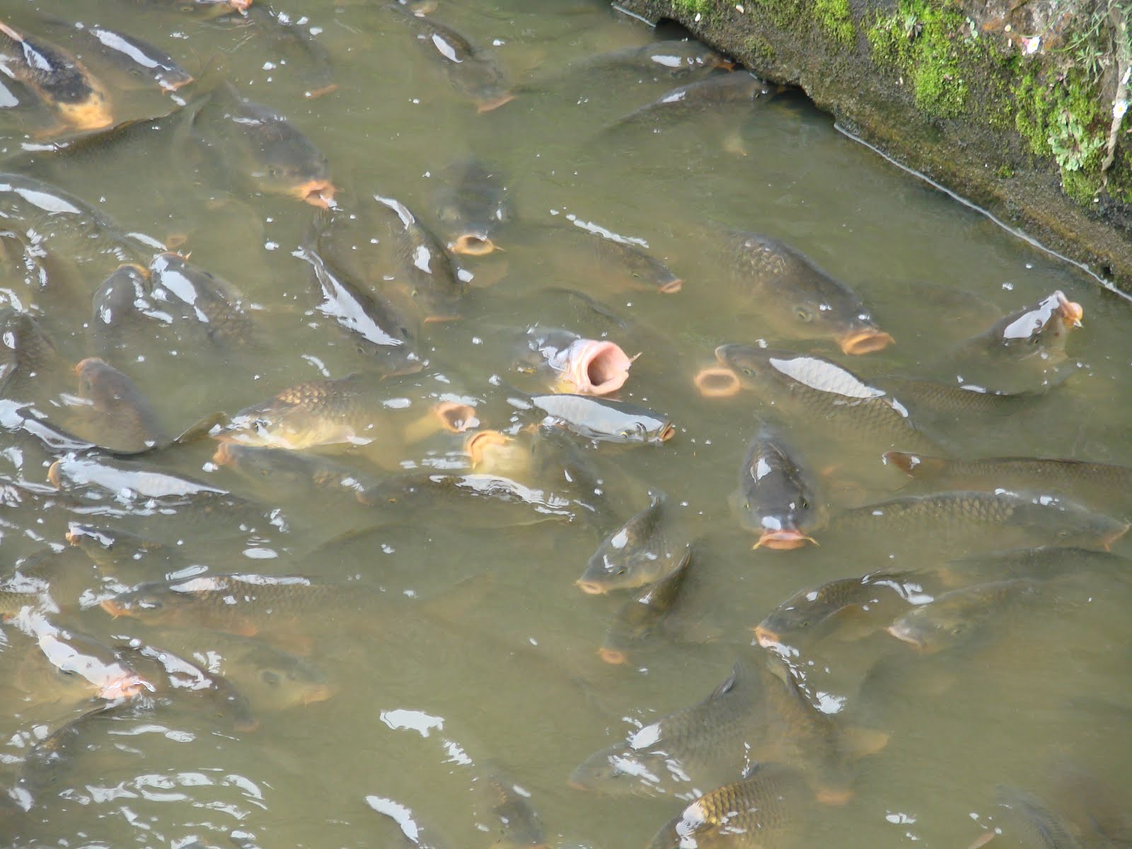 Chitra Ramaswamy's Travelogue: Mirik, A Hidden jewel off Darjeeling