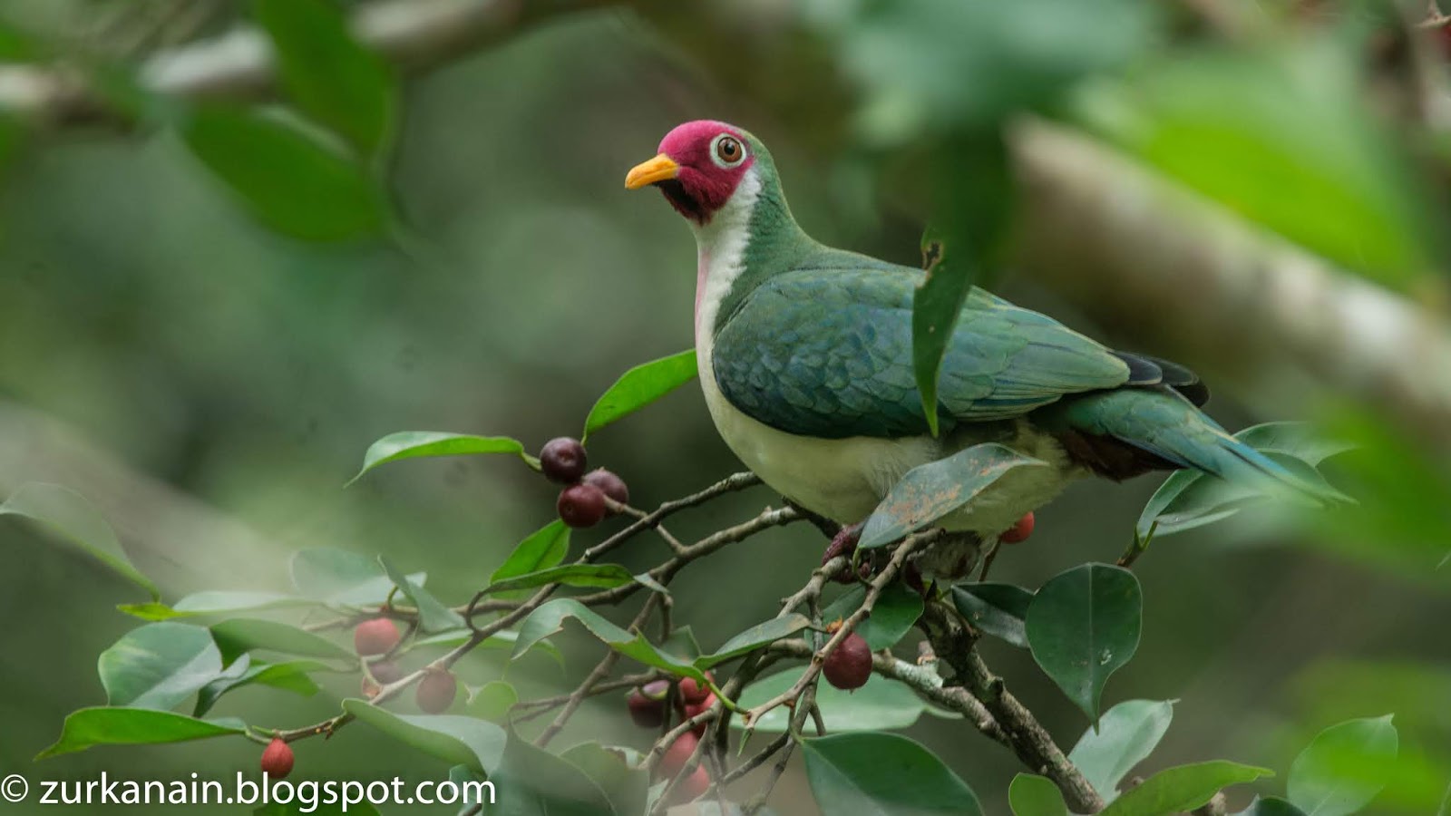 Zul Ya - Birds of Peninsular Malaysia: Jambu fruit Dove - Lifer
