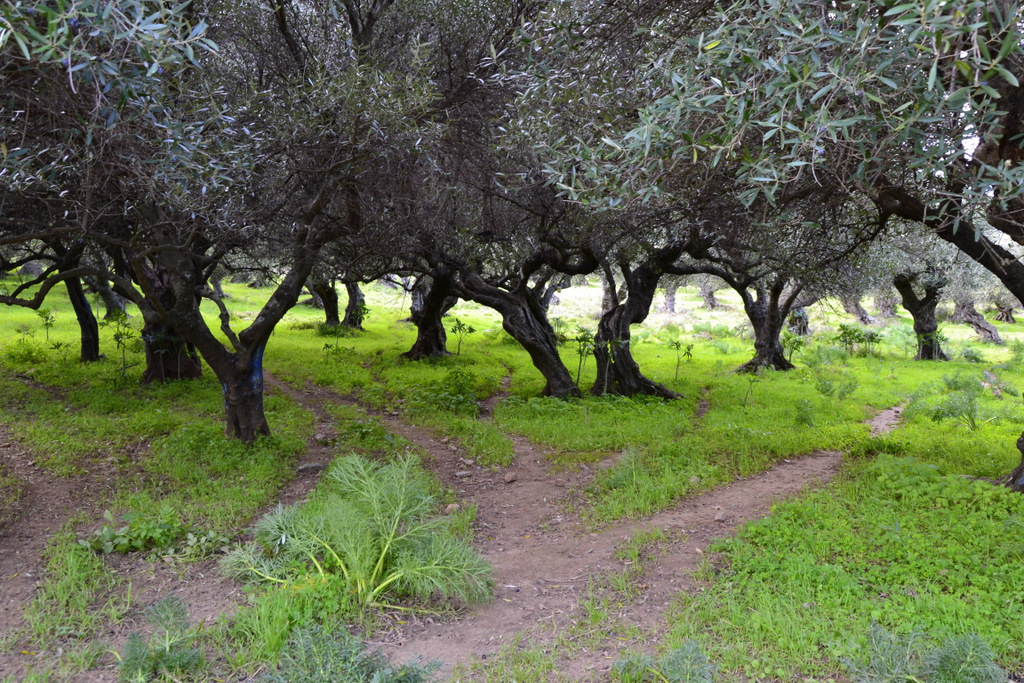 EXPLORE MOUNTAINS: ΠΕΖΟΠΟΡΙΑ ΝΕΑΠΟΛΗ-ΜΟΝΟΠΑΤΙ ΠΡΟΣ ΚΟΥΡΟΥΝΕΣ-ΑΡΧΑΙΑ ΔΡΗΡΟΣ