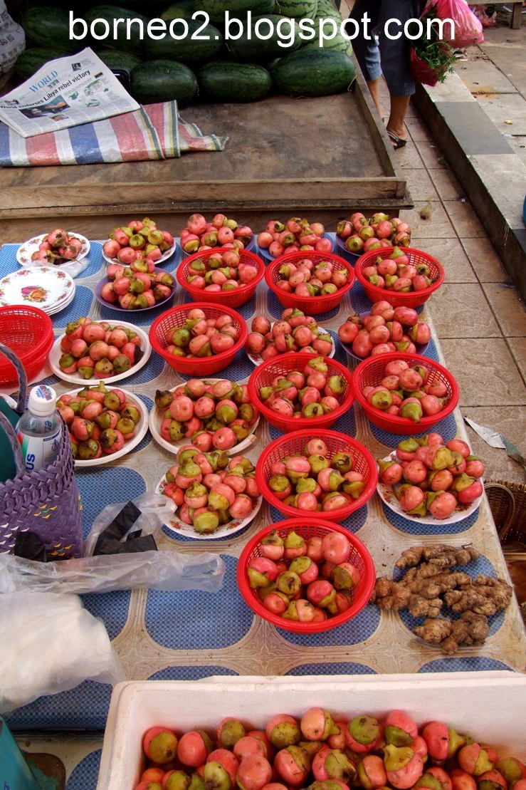 Borneo Island, Awaken To A Different World: Engkalak - Litsea Garciae